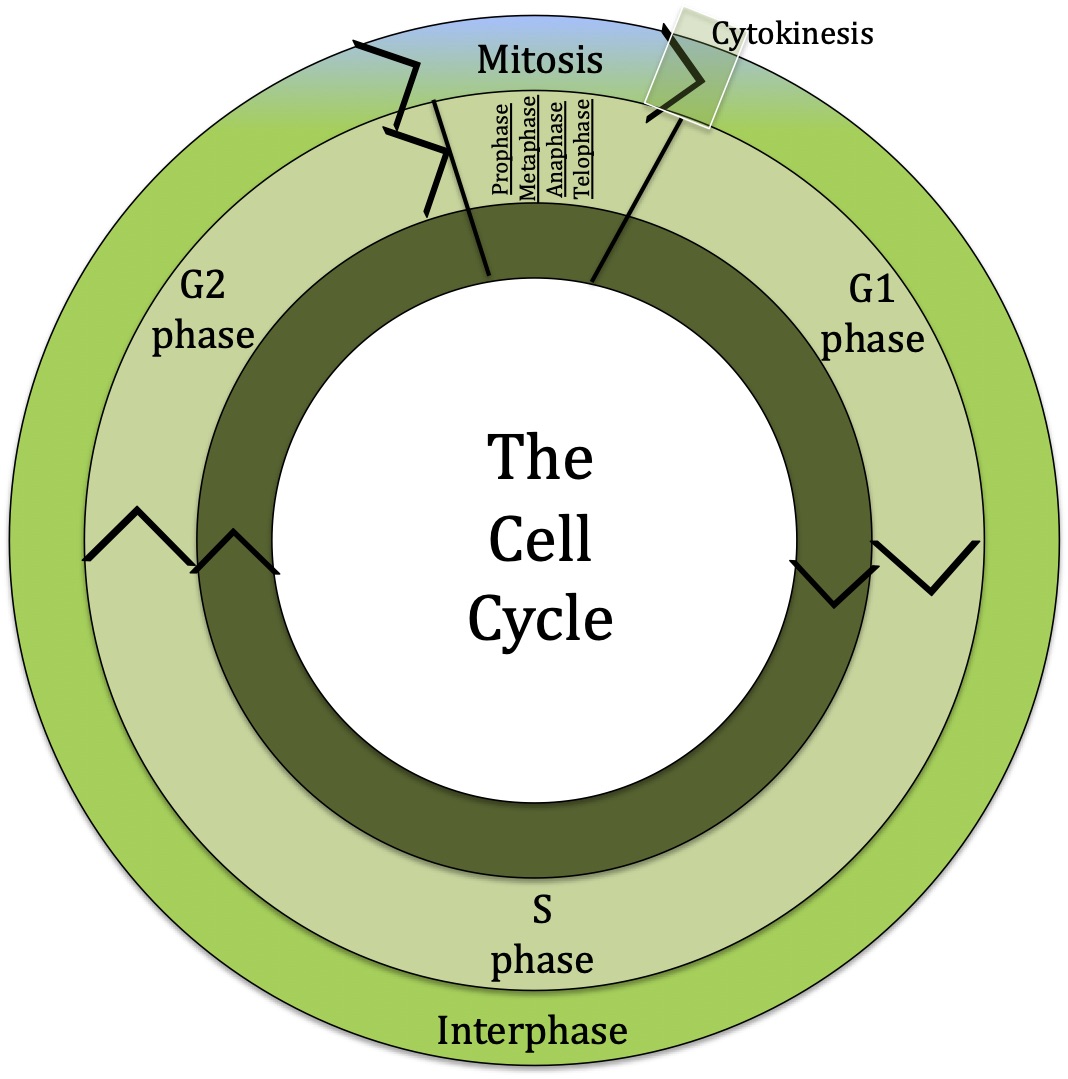 Interphase G1 Diagram